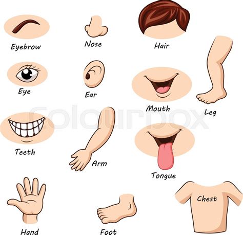 Vector Illustration Of Human Body Stock Vector Colourbox