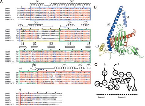 Figure 1 From The Structure Of Nucleosome Assembly Protein 1 Semantic