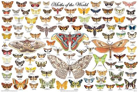 Laminated Moths Of The World Poster 24x36 Lepidoptera Off The Wall