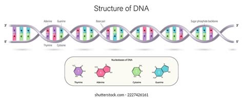 55 Sugar Phosphate Backbone 图片、库存照片和矢量图 Shutterstock