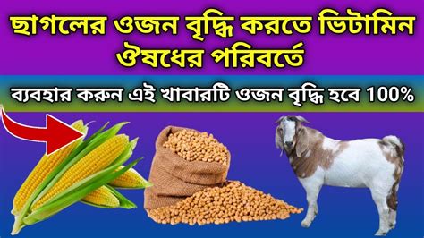 ছাগলের ওজন বৃদ্ধি করতে ভিটামিন ঔষধের পরিবর্তে এই খাবারটি ব্যবহার করুন Youtube