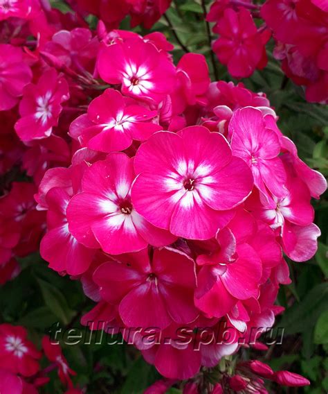 Phlox paniculata 'Alexandra' - GARDENIDEA