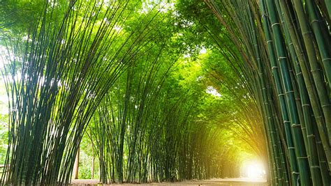 Tree Tunnel Background Images HD Pictures And Wallpaper For Free Download Pngtree