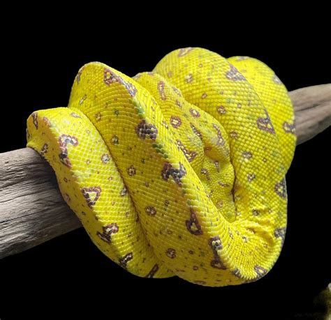 Yellow Tree Python