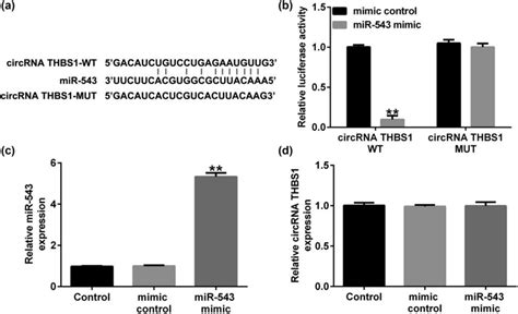 Circrna Thbs1 Sponged To Mir 543 A The Predicted Binding Site For