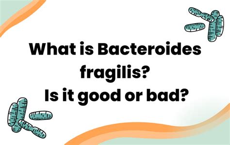 What Is Bacteroides Fragilis And Is It Good Or Bad Layer Origin Nutrition