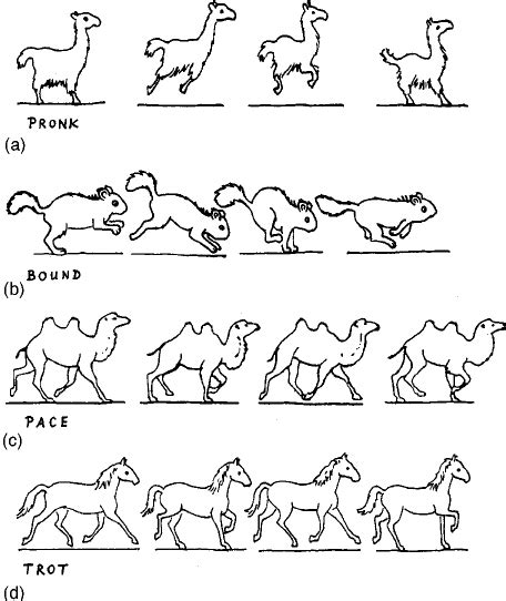 The Four Basic Gaits Corresponding To The Basic Modes Of Our
