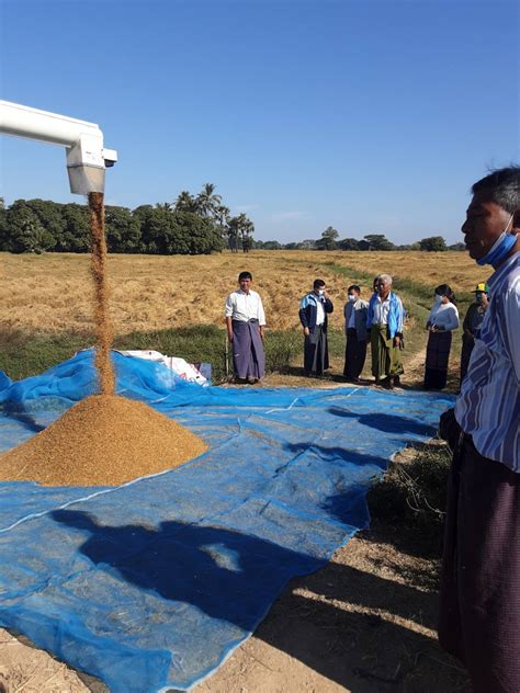 ဝက်လက်မြို့၌ မိုးစပါး စုပေါင်း စံကွက် ရိတ်သိမ်းပွဲဆောင်ရွက