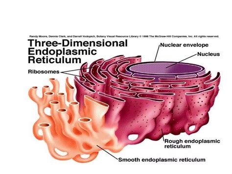 Lecture 3 Cellstructurefunctionppt Lecture 3 Cellstructurefunctionppt