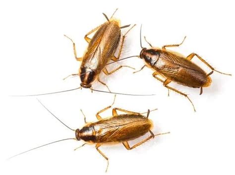 Frequently Asked Questions About Cockroaches