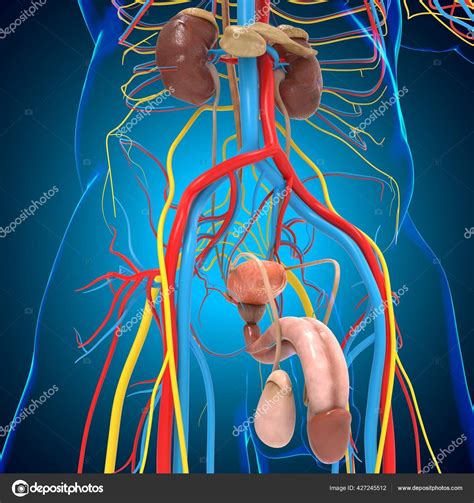 Anatomie Système Reproducteur Masculin Pour Concept Médical