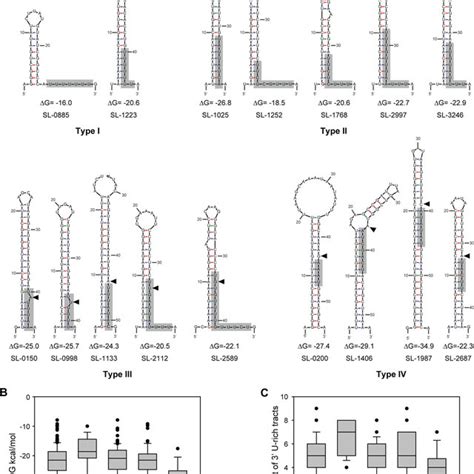 Stem Loop Structures Predicted Downstream Of Sbps A Stem Loops Download Scientific Diagram