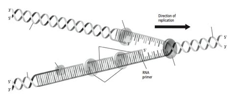 43 Dna Replication Diagram Diagram Quizlet
