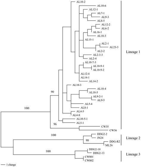maximum parsimony tree based on the concatenated sequences of four dna