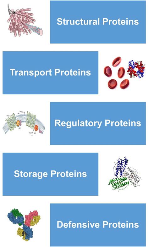 Examples Of Proteins In Biology And Their Functions