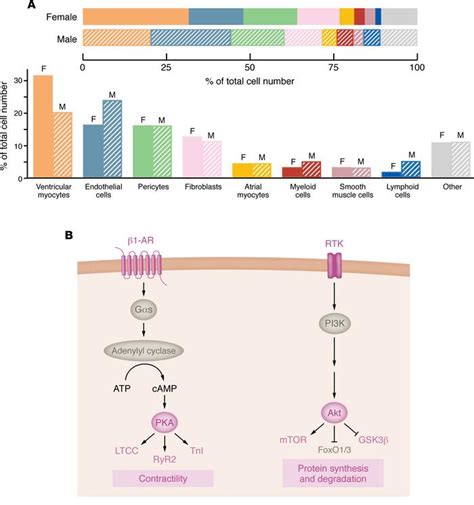 JCI Hearts Apart Sex Differences In Cardiac Remodeling In Health And Disease