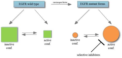 Active And Inactive Conformations Of Egfr Are Observed In Both Wt And