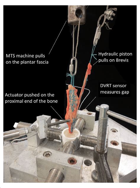 Loading Apparatus With Hook Plate Specimen Dvrt Differential Variable Download Scientific