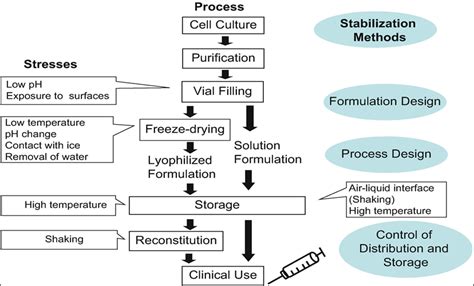 Freeze Drying Technique Download Scientific Diagram