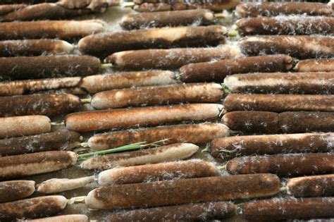 Reedmace Typha Latifolia Identification