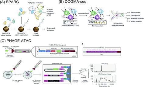 Color Online Joint Single Cell Proteomics With Affinity Tags A Download Scientific Diagram