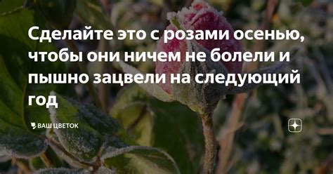 Сделайте это с розами осенью чтобы они ничем не болели и пышно зацвели на следующий год 🌷Ваш