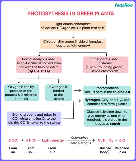 Photosynthesis Flow Chart Chapter 8