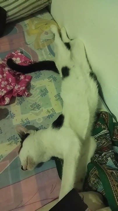 මගේ සෝස මල Youtube