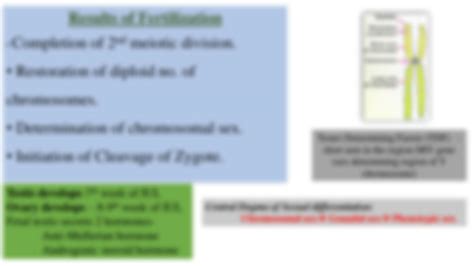 Solution Human Reproductive System Phases Of Fertilization Studypool