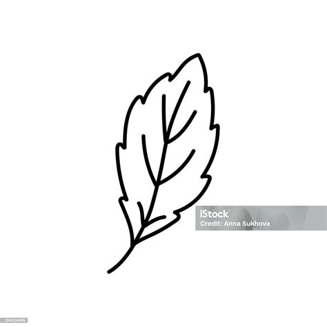 낙서 느릅 나무 잎 아이콘 나무의 타락한 잎의 윤곽 이미지 스티커 장식 엽서 배지 색칠 공부 책 로고에 대한 식물의 간단한 검은 그림 식물의 벡터 클립아트 가을에 대한 스톡