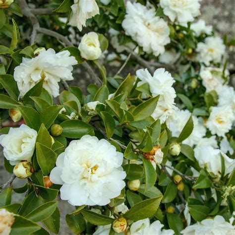 Dwarf White Camellia Plant Addicts