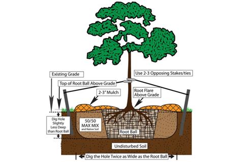 Tree Shrub Planting Diagram Flagg S Garden Center