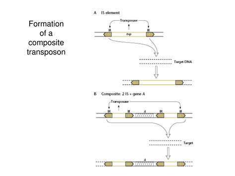 Ppt Examples Of Composite Transposons Powerpoint Presentation Free Download Id 9605393