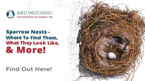 Sparrow Nests Where To Find Them What They Look Like More