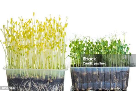 플라스틱 용기에 젊은 녹색 완두콩 식물 빛과 어둠 속에서 성장 0명에 대한 스톡 사진 및 기타 이미지 0명 건강한 식생활 날것 Istock