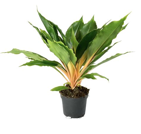 Princess Mabel Spider Plant Seed Urban Farmer