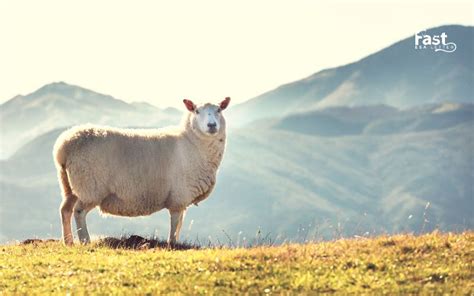 The 10 Best Emotional Support Animals Fast Esa Letter