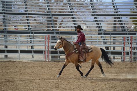 CK Performance Horses - Home
