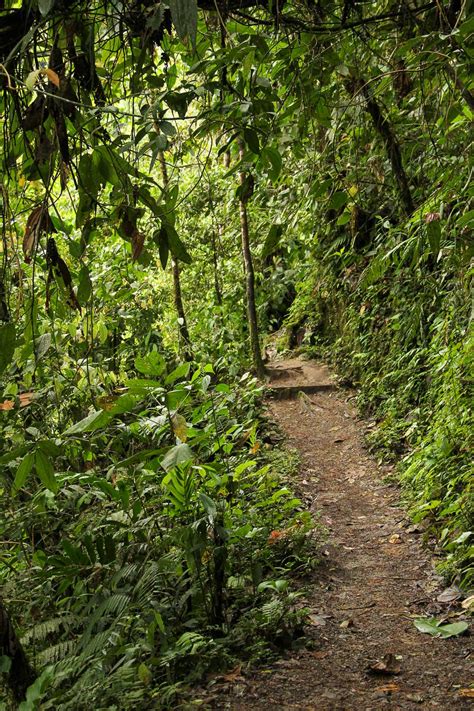 Cloud Forest Hiking Trail Mindo Nambillo Reserve May 2013