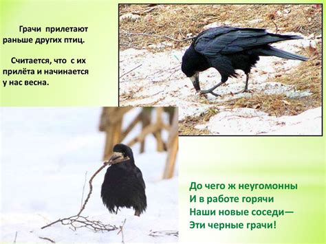 Грачи вестники весны Художественно эстетическое развитие детей в