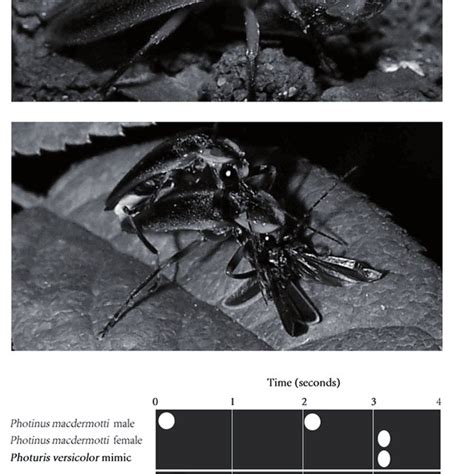 Reflex Bleeding In Fireflies 1 9 Distribution Points Of Reflex