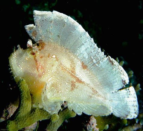 Leaf Fish Profile View Taenianotus Triacanthus