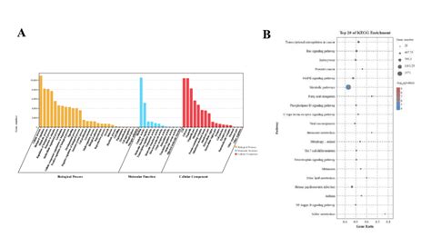 Functional Enrichment Analysis Of Demirnas A Go Enrichment