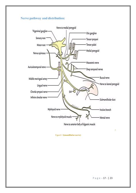 Trigeminal Nerve The Maxillary And The Mandibular Branches1 Docx Ear Nose And Throat