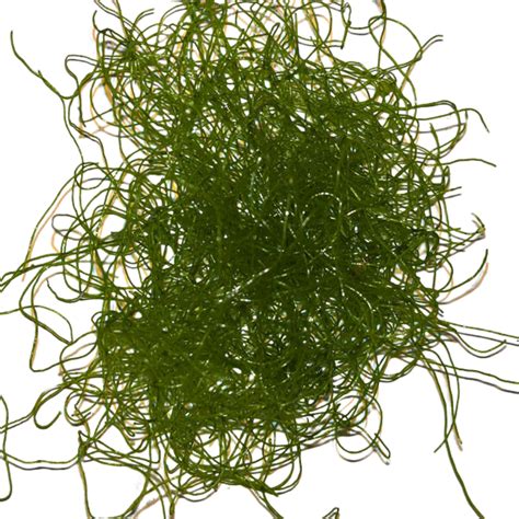 Chaeto Chaetomorpha Sp Macro Algae