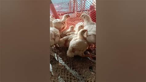 আলহামদুলিল্লাহ মুরগির ওজন ২ কেজি প্লাস আজকে বয়স ২৭ দিন ৭১ ফিট। Youtube