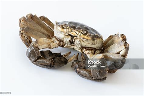 에리오헤이르 시넨시스 게 발톱 중국 털게 털게 푸른 게 상하이 털게 흰색 배경 Mid Autumn Festival에 대한 스톡 사진 및 기타 이미지 Mid Autumn