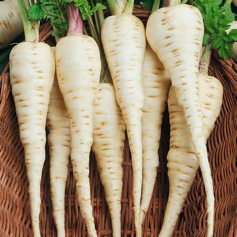 Parsnip Seeds Gladiator F1 Marshalls Garden Parsnip Seeds Gladiator F1 Marshalls Garden