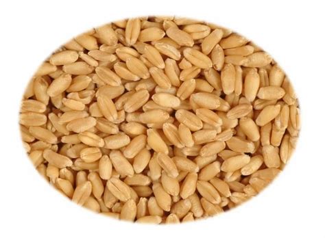 Dried Ajit 102 Wheat Seeds For Food Processing Packaging Type Loose At Rs 31kg In Nashik Dried Ajit 102 Wheat Seeds For Food Processing Packaging Type Loose At Rs 31kg In Nashik