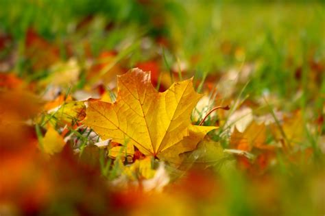 300 무료 노란 단풍잎 And 단풍잎 이미지 Pixabay